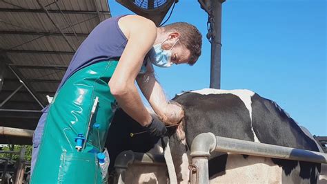 Artificial Insemination Protocol In Cattle