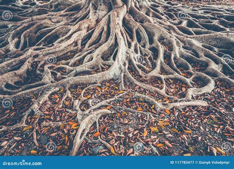 The Root System And Trunk Of A Huge Banyan Tree In Key West Florida Usa Royalty Free Stock Photo