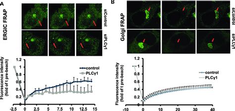 Hela Cells Expressing Gfp Tagged P115 Were Transfected With The
