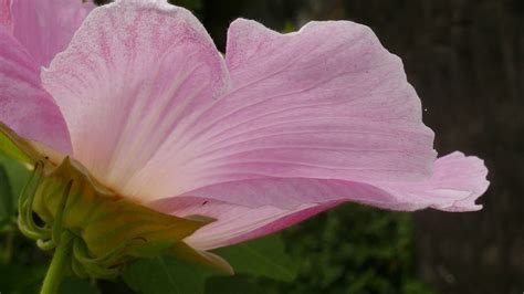 芙蓉の花 あるくのブログ