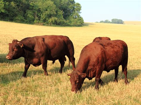 Three Brown Cows On Grass Field Hd Wallpaper Wallpaper Flare