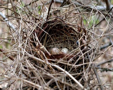 Cardinal Eggs What They Look Like When They Hatch And More