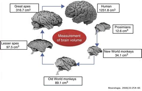 Evolution And Genomics Of The Human Brain Neurología English Edition