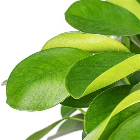 Ficus Microcarpa Moclame Indian Laurel Straight Stem Hortology
