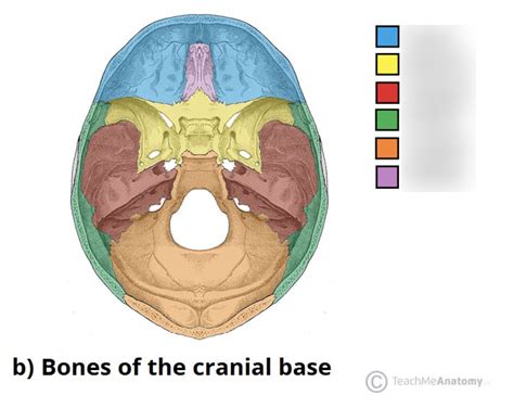 Cranial Bones Cranial Floor Diagram Quizlet