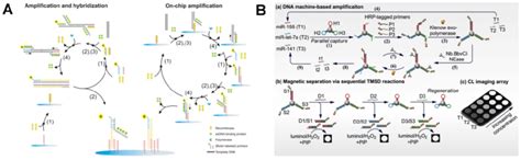 Tool Enzyme Based Isothermal Amplification For Cl Imaging Of Nucleic
