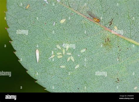 The Rose Grain Aphid Or Rose Grass Aphid Metopolophium Dirhodum And Rose Leafhopper