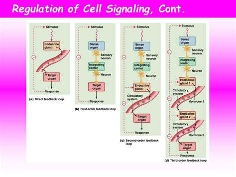 Ppt Hormones And Cell Signaling Powerpoint Presentation Free