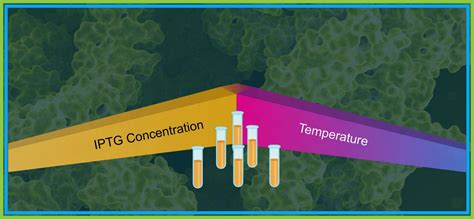 What Is Codon Bias Implications In Gene Cloning Goldbio