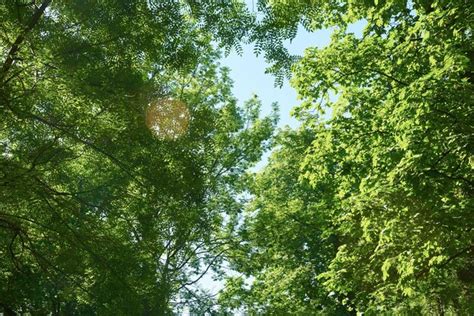 Premium Photo Green Tree Brances