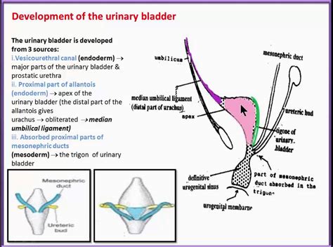 Apex Urinary Bladder