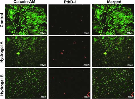 The Viability Of Hdpscs Using The Livedead Kit Cultured In Different