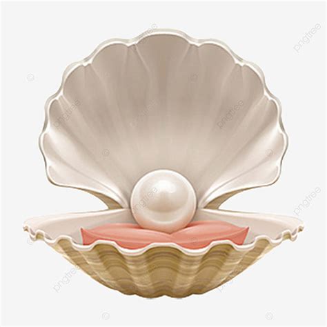 조개 일러스트 Png 벡터 Psd 및 클립 아트에 대한 무료 다운로드 Pngtree