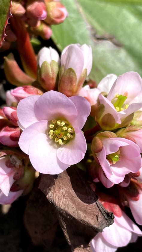 4月の花たち⸝⋆ 愛桜 Le Ciel Du Cerise