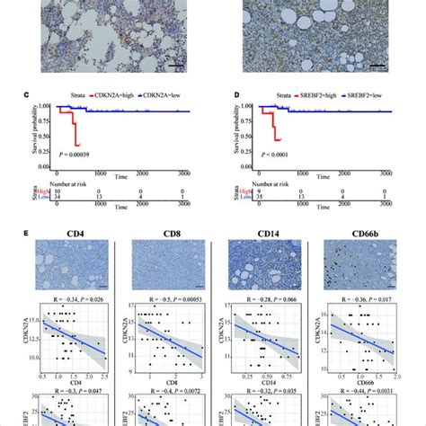 In Vitro Validation In Bone Marrow Of Cll Patients By Ihc Ab