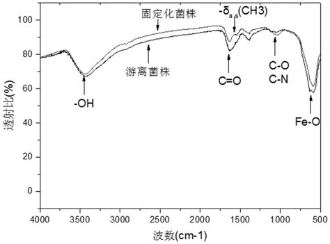 利用Fe3O4磁性纳米粒子固定溶磷菌溶解中低品位磷矿的方法与流程 2