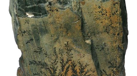 Dendrite Crystal Britannica