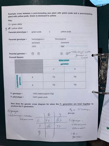 Chapter 17 Inheritance Flashcards Quizlet