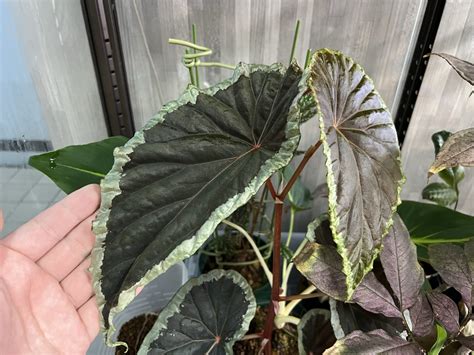 Begonia Cf Baramensis Kzt Plants Store