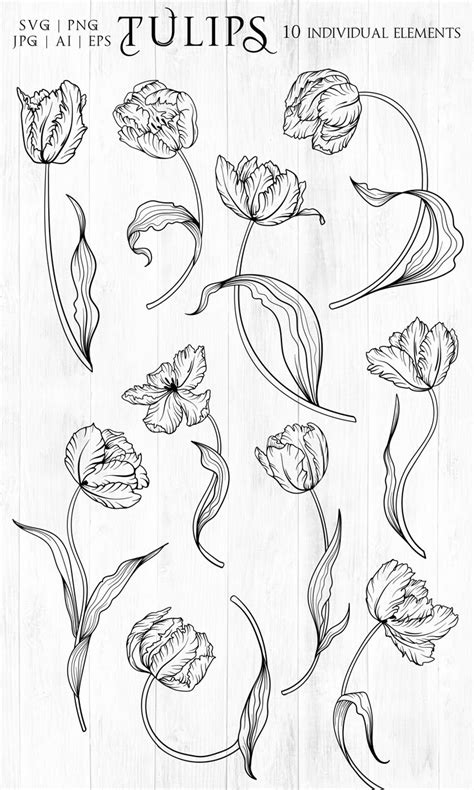 10 Vector Tulip Flowers Line Art Flower Line Drawings Flower Drawing
