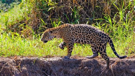 Hábitos Alimentares Da Onça Pintada No Pantanal Brasileiro Lorenzo