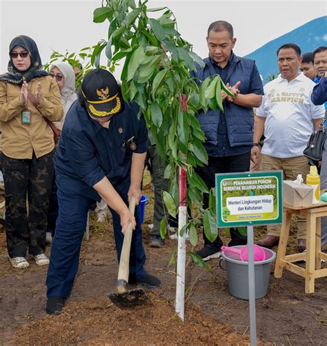 Pimpin Tanam Pohon Serentak Seluruh Indonesia, Menteri LHK Bersama ...
