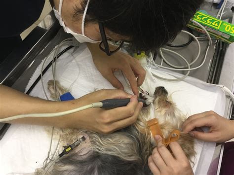 【症例紹介】蛋白漏出性腸症 一人ひとりに最適な診療を！