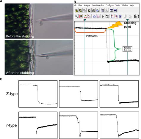 Transmembrane Potential Tmp Detection Via A Patch Clamp System A Download Scientific Diagram