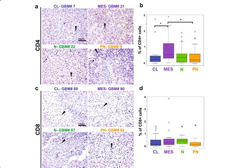Cd4 But Not Cd8 Cells Are Differentially Present In Gbm Subtypes A