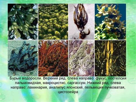 Водоросли. Общая характеристика водорослей - online presentation