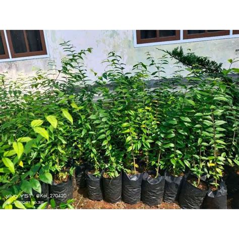 Jual Anting Putri Terlaris 60 Cm Terlaris Bahan Bonsai Shopee Indonesia