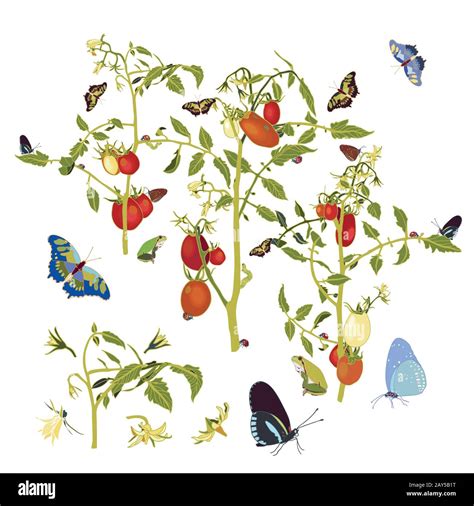Vector Realistic Tomato Garden Illustration Set With Tomato Plant And