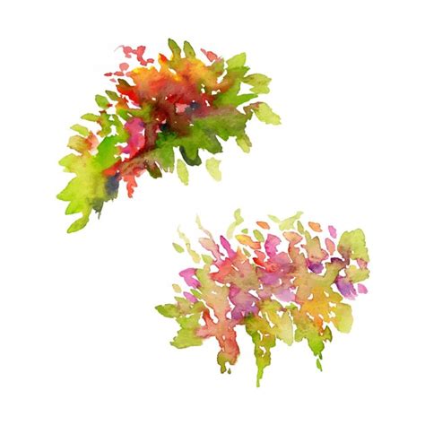 Primula Vectors And Illustrations For Free Download Freepik