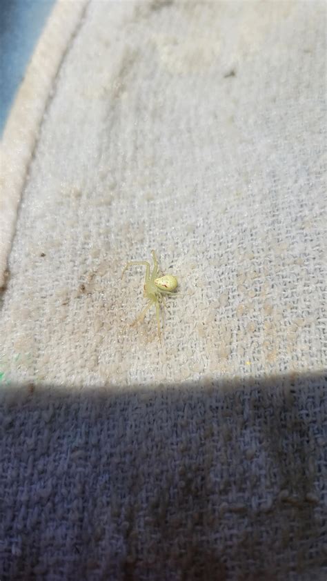 Crab Spider R Spiders