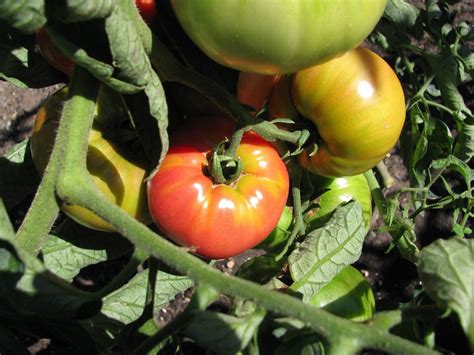 Berner Rose Alte Schweizer Fleischtomate Rosa Tomate