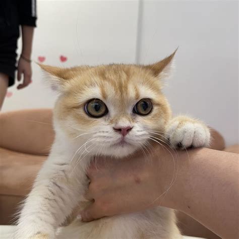 분양후기 09 24 브리티쉬 숏 헤어 분양후기 유어펫 공식사이트 강아지분양고양이분양