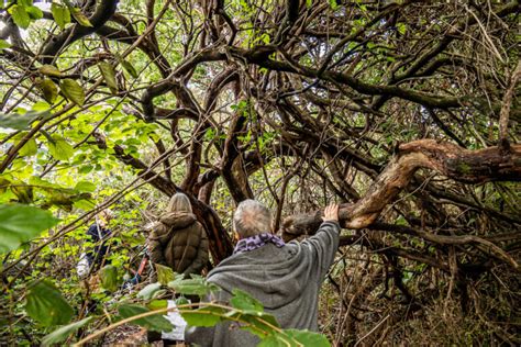 Tree Identification App Nhs Forest