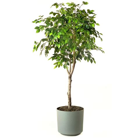 Ficus Tree Poco Building Supplies