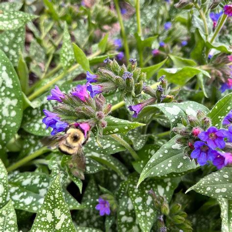 Raspberry Splash Lungwort Pulmonaria American Meadows