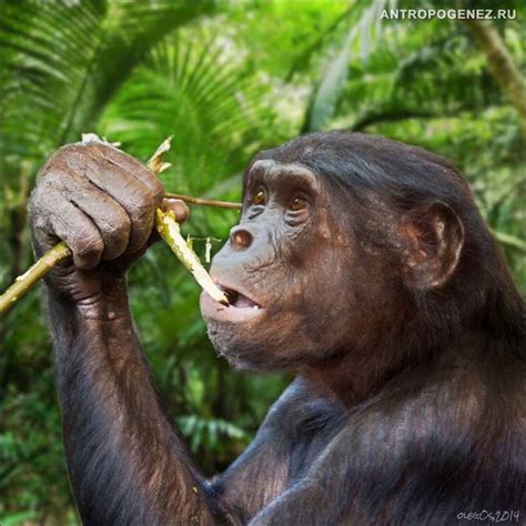Milenium Ancestor Orrorin Tugenensis ¿otro Primer Humano