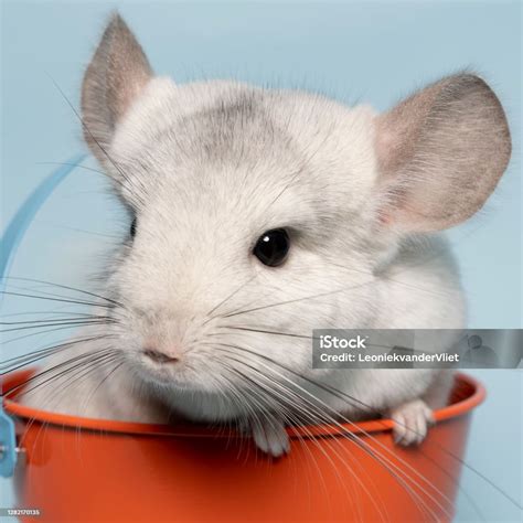 카메라를 바라보는 파란색 배경에 양동이에 귀여운 흰색 친칠라 0명에 대한 스톡 사진 및 기타 이미지 0명 가축 귀여운