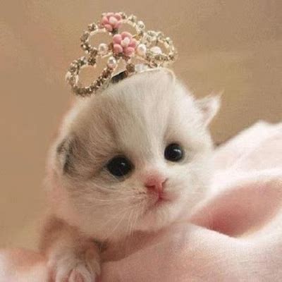 Introducir 75 imagen fond d écran de chat mignon fr thptnganamst edu vn