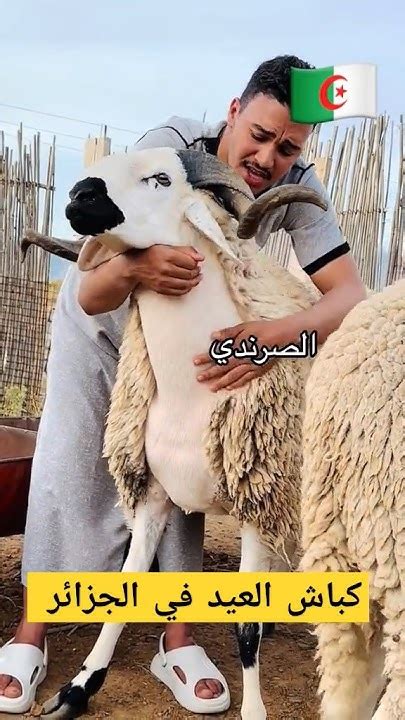 أجمل كبش في الجزائر كباشرومانيا Youtube