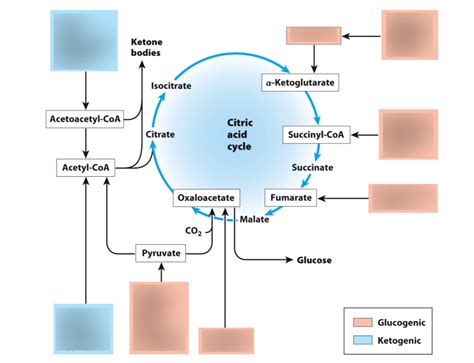 Summary Of Amino Acid Catabolism Diagram Quizlet