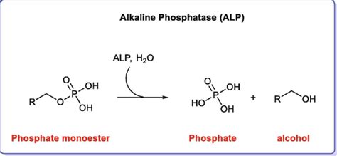 Scheme 18 The Hydrolysis Dephosphorylation Of Phosphate Monoester To