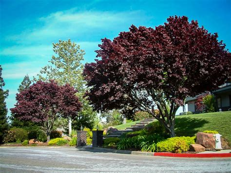 Thundercloud Purple Leaf Plum Trees For Sale The Tree Center