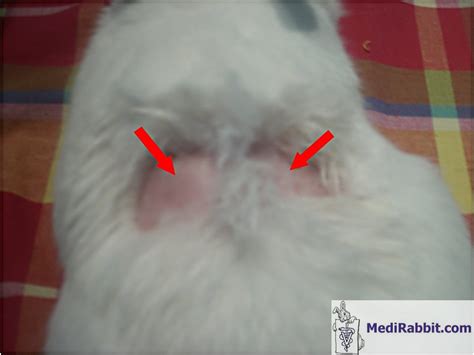 Органы Кролика Фото —