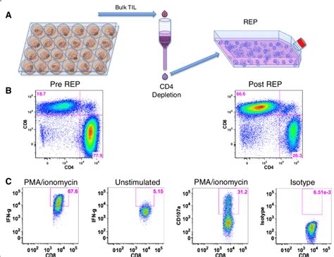 Cd8 Pancreatic Til Maintain Effector Function After Selective