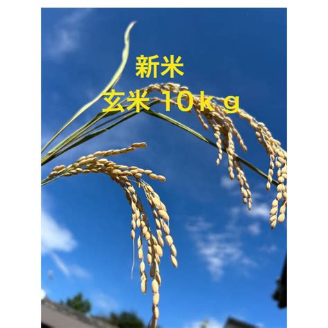 新米【令和6年 玄米 】10kg 農薬不使用 ・化学肥料不使用 千葉県香取市産 特別栽培米 ふさおとめ 農家直送 収穫したてです。：千葉県産の