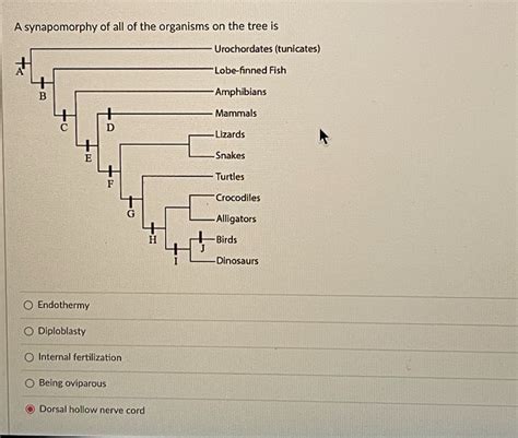 Solved A Synapomorphy Of All Of The Organisms On The Tree Is Chegg Com